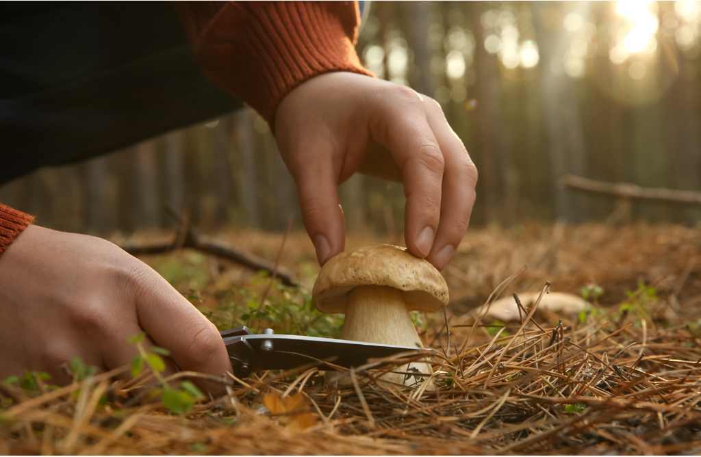 October Foraging: Oregon’s Abundant Harvest – Bridgetown Mushrooms