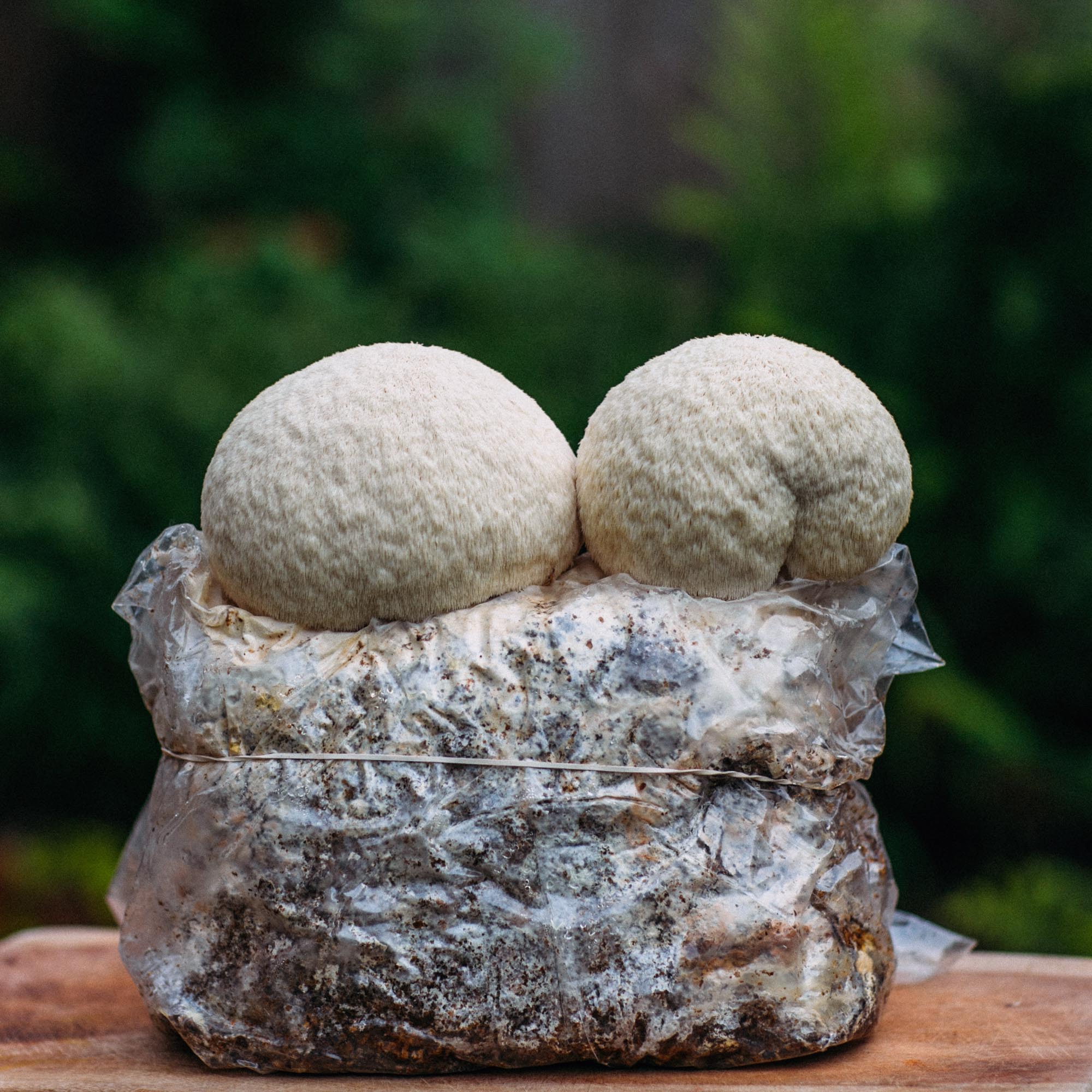 Mushroom Grow Kits Bridgetown Mushrooms